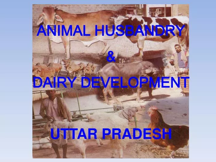 PPT - ANIMAL HUSBANDRY & DAIRY DEVELOPMENT UTTAR PRADESH PowerPoint ...