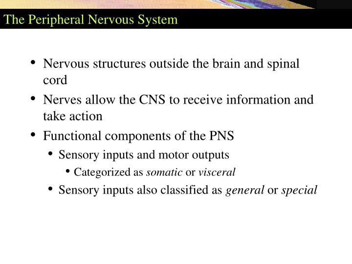 PPT - The Peripheral Nervous System PowerPoint Presentation, free ...