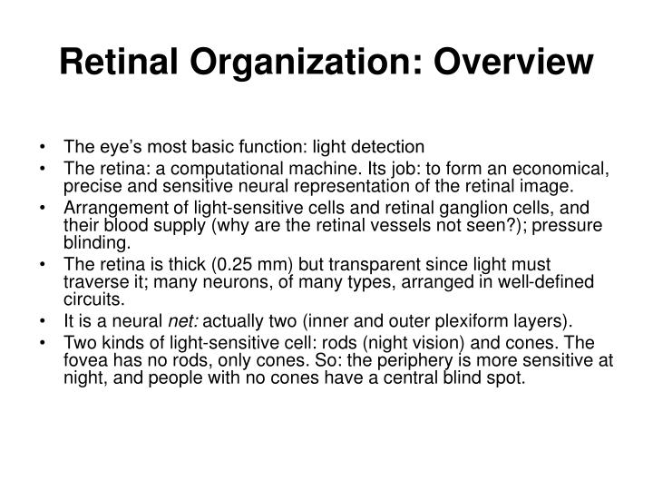 PPT - Retinal Organization: Overview PowerPoint Presentation, free ...