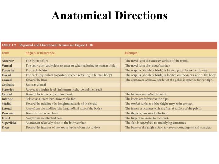 PPT - An Introduction to Anatomy PowerPoint Presentation - ID:382094