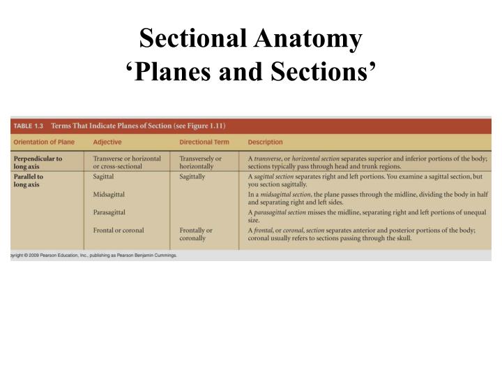 PPT - An Introduction to Anatomy PowerPoint Presentation - ID:382094