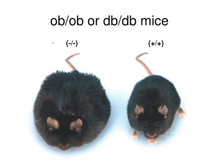 PPT - Hypothalamus and Homeostasis PowerPoint Presentation - ID:382127