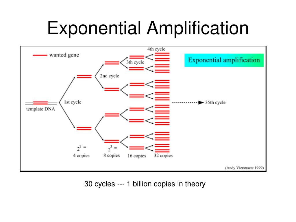 PPT - PCR Basics PowerPoint Presentation, free download - ID:382430 PPT - PCR Basics PowerPoint Presentation, free download - ID:382430