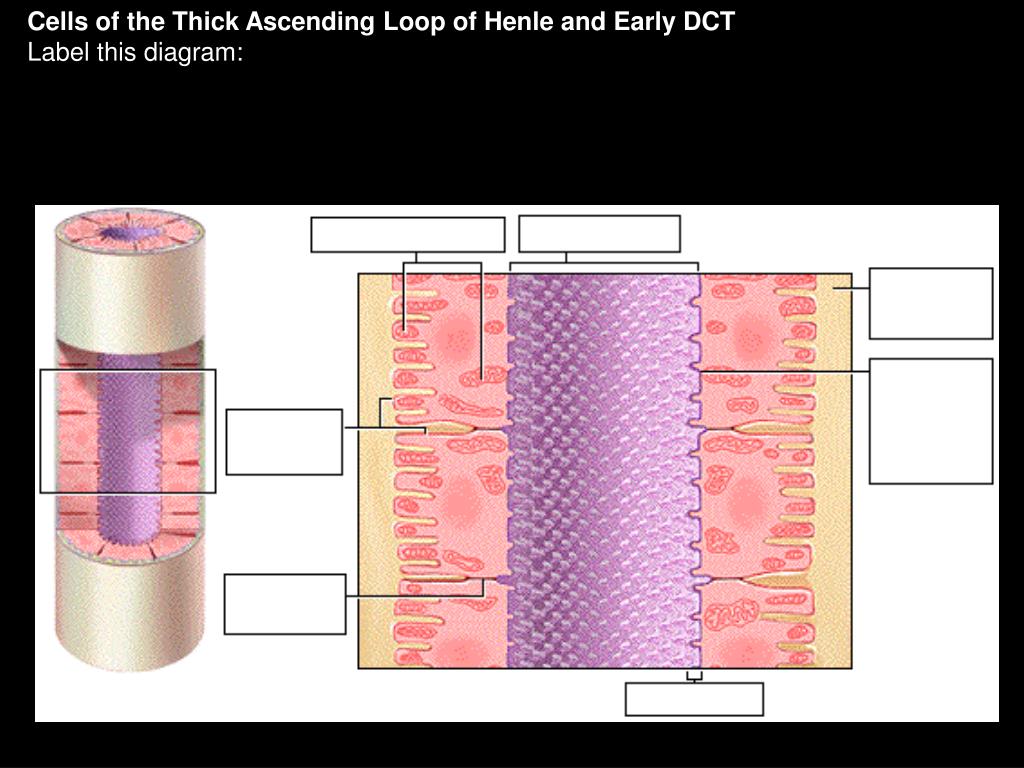 PPT - Fisiologia Renal Primeira parte: Revisão da anatomia PowerPoint ...