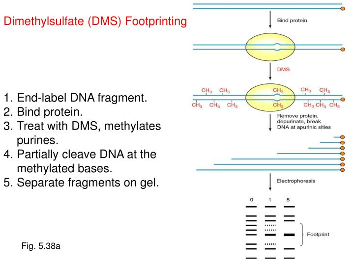 PPT - Footprinting DNA-Protein Interactions PowerPoint Presentation ...
