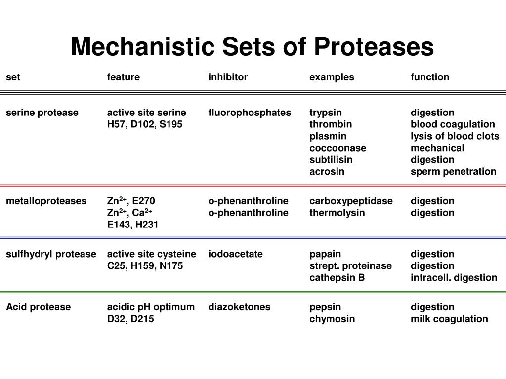 PPT - Proteases Jessica Bell Advanced Biochemistry Class University of ...