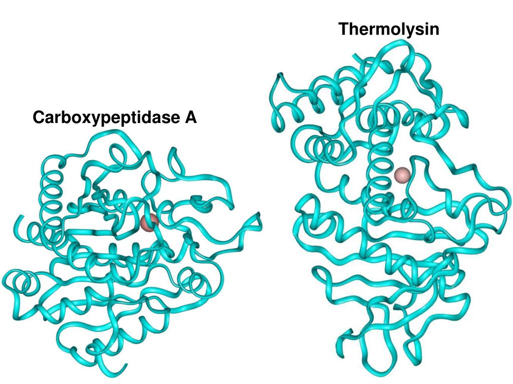 PPT - Proteases Jessica Bell Advanced Biochemistry Class University of ...