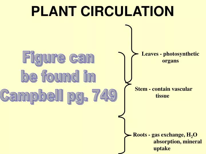 PPT - PLANT CIRCULATION PowerPoint Presentation, free download - ID:384398