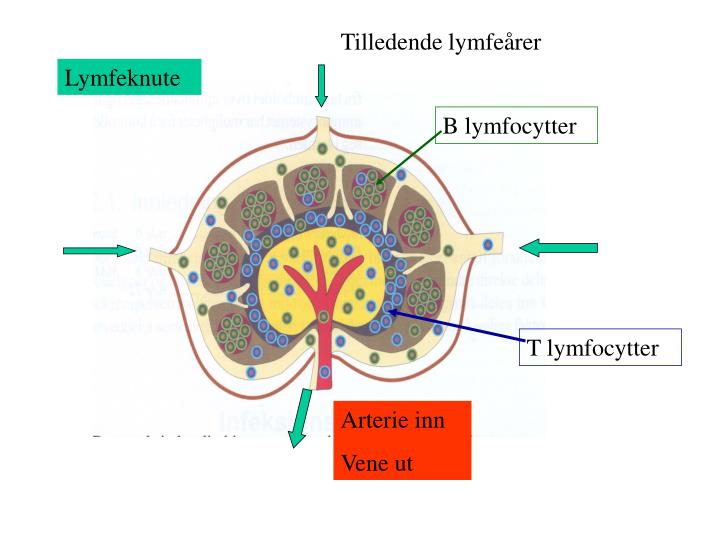 PPT - Immunsystemet PowerPoint Presentation - ID:386034