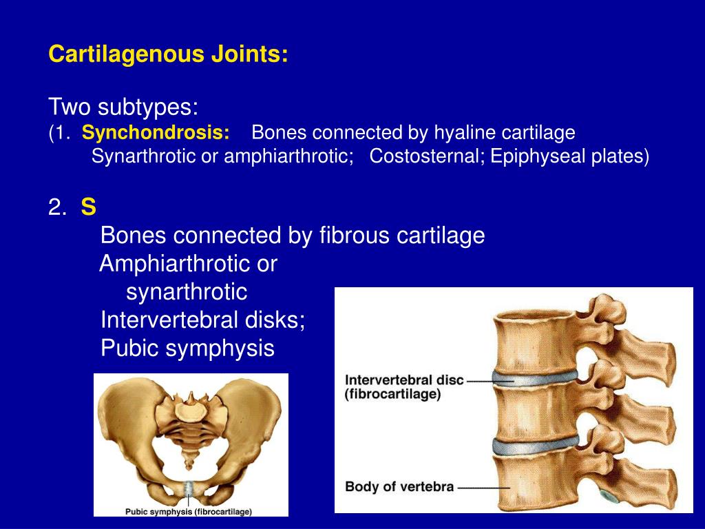 PPT - Biology 211 Anatomy & Physiology I PowerPoint Presentation, free ...