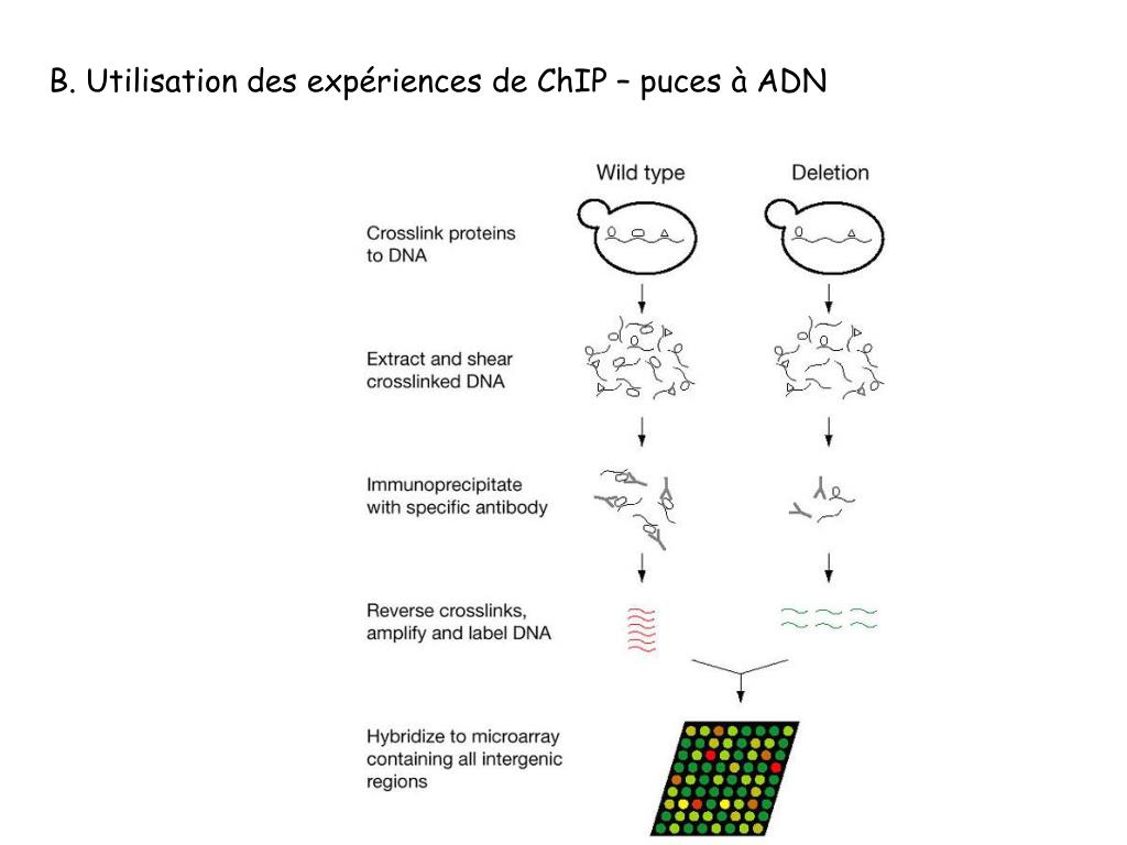 PPT - Du transcriptome aux réseaux de régulation transcriptionnelle ...