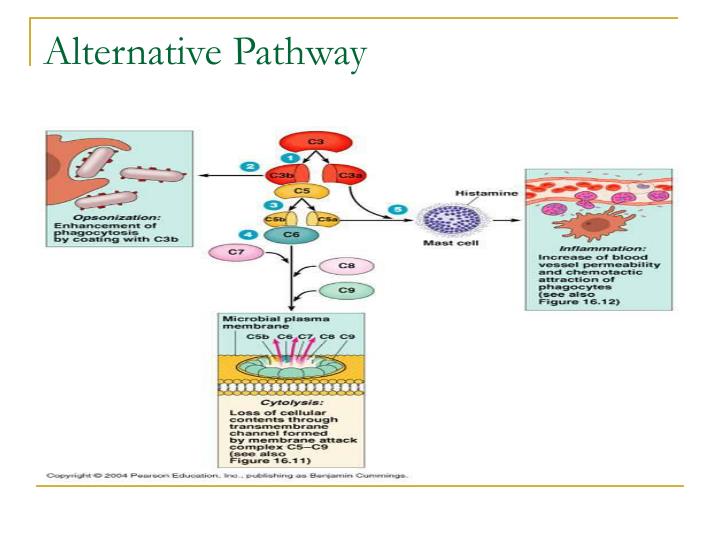 PPT - III. Immunology and Complement PowerPoint Presentation - ID:387636