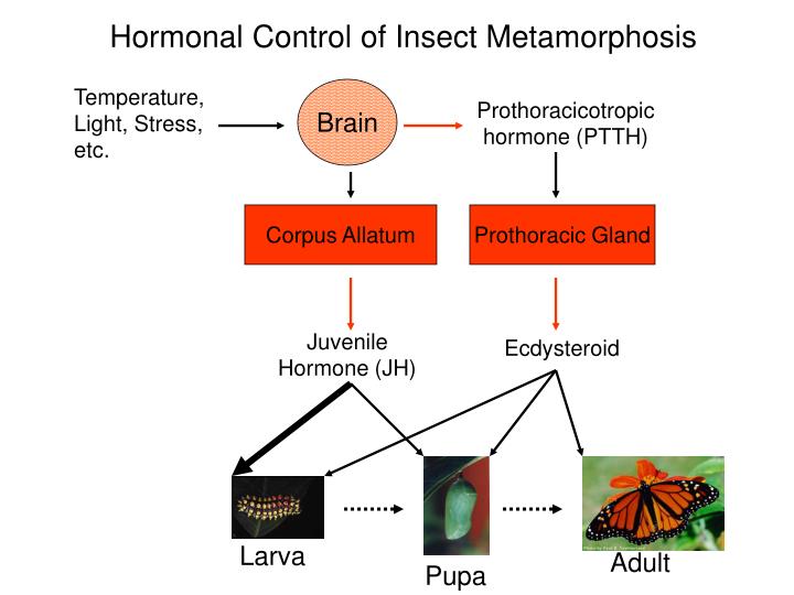 PPT - Metamorphosis in Insects and Amphibians PowerPoint Presentation ...