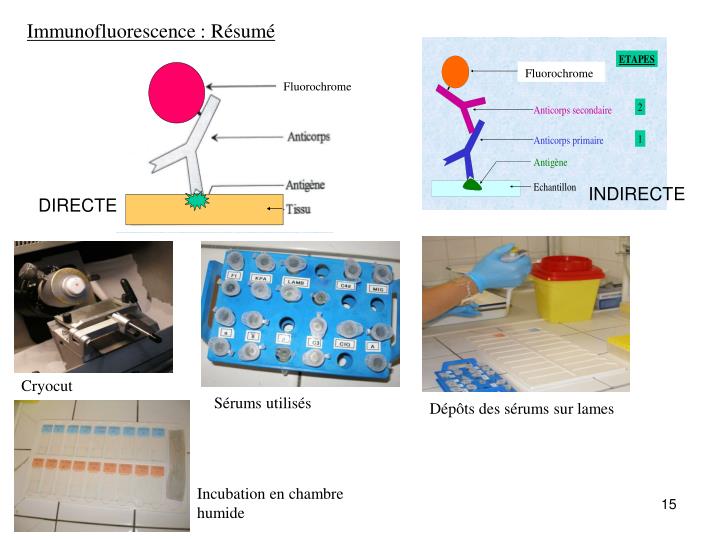 PPT - Principes d’Immuno-histo-chimie et d’Immunofluorescence : (P ...