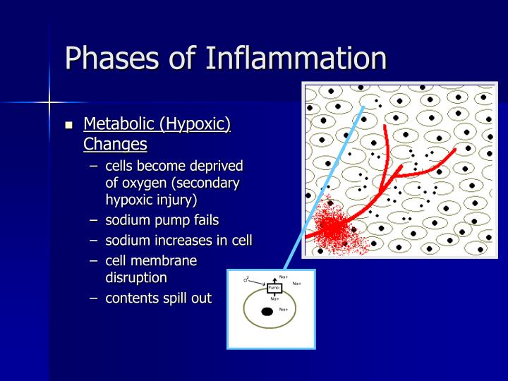 PPT - The Eight Phases of Inflammation PowerPoint Presentation - ID:388570