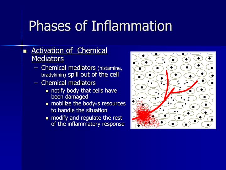 PPT - The Eight Phases of Inflammation PowerPoint Presentation - ID:388570