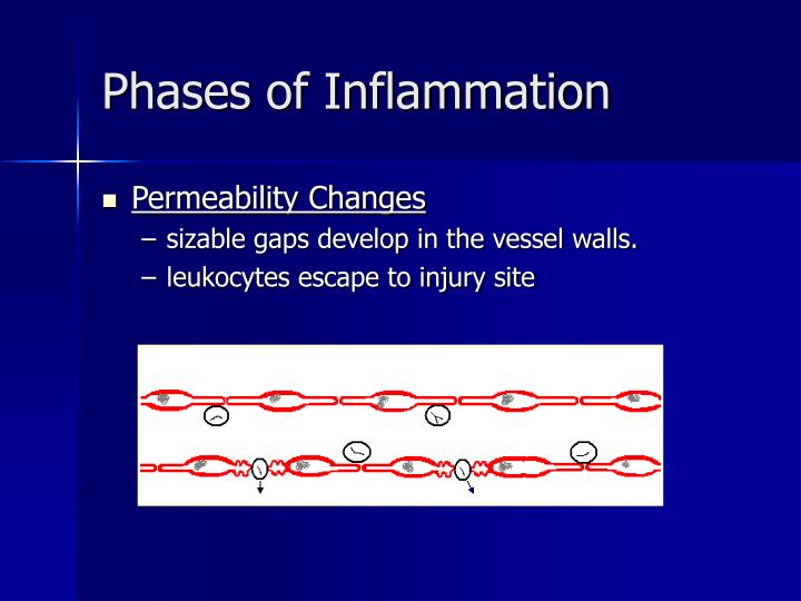 PPT - The Eight Phases of Inflammation PowerPoint Presentation - ID:388570