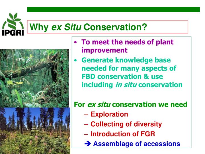 PPT - Ex situ conservation of forest genetic resources: Principles and ...