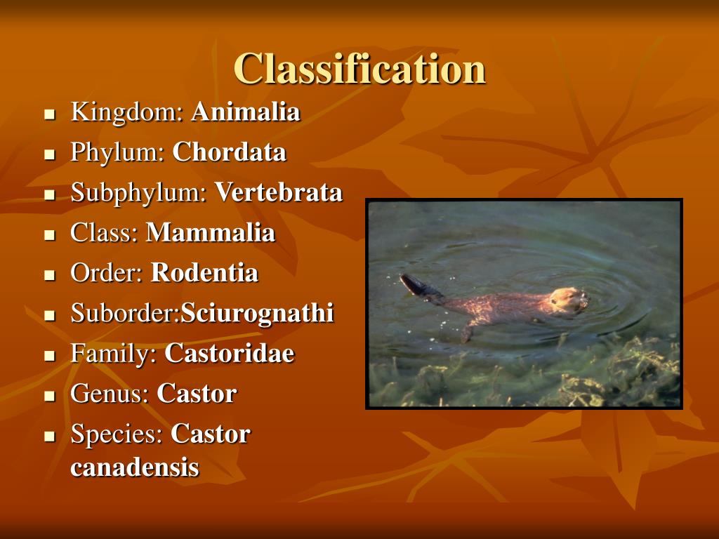 PPT - Canadian Beaver Castor Canadensis PowerPoint Presentation, free ...
