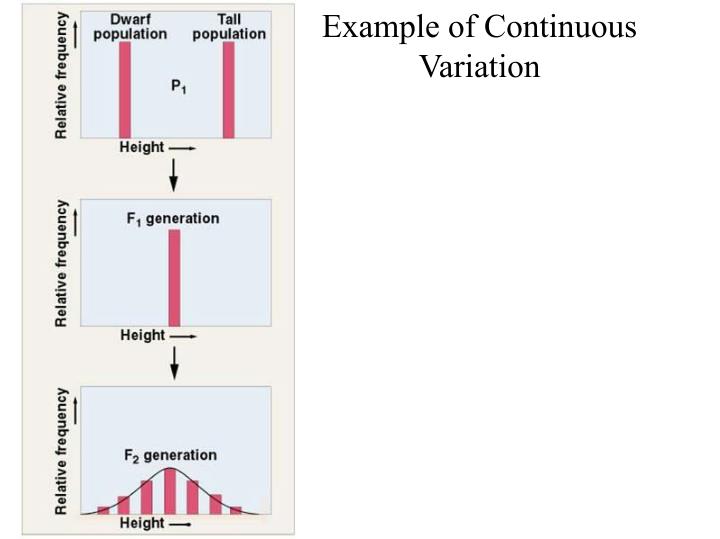PPT - Genetics of Quantitative Traits PowerPoint Presentation - ID:389796
