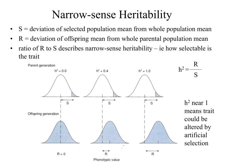 PPT - Genetics of Quantitative Traits PowerPoint Presentation - ID:389796