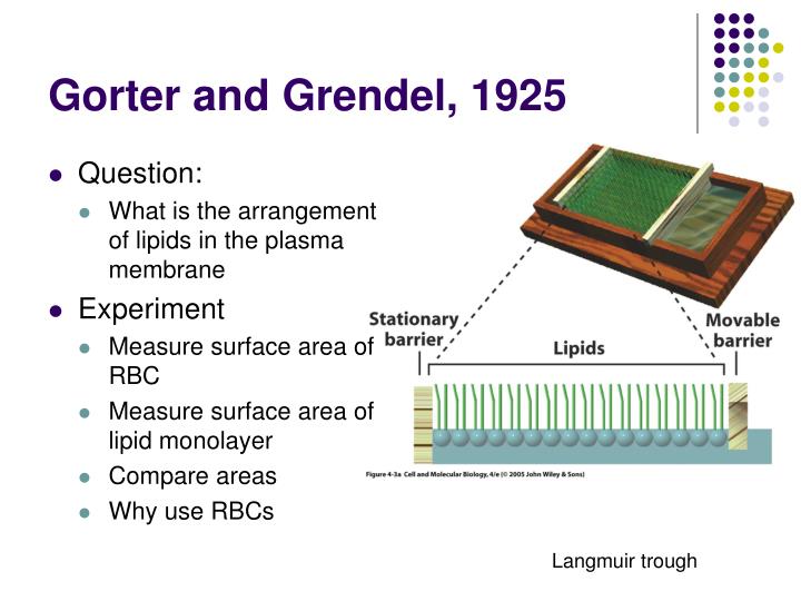 PPT - Lipids, Membranes & the First Cells PowerPoint Presentation - ID ...