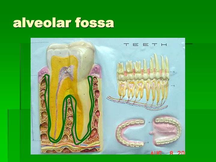 PPT - Lab Ex. 49 & 50 Organs of the Digestive System PowerPoint ...