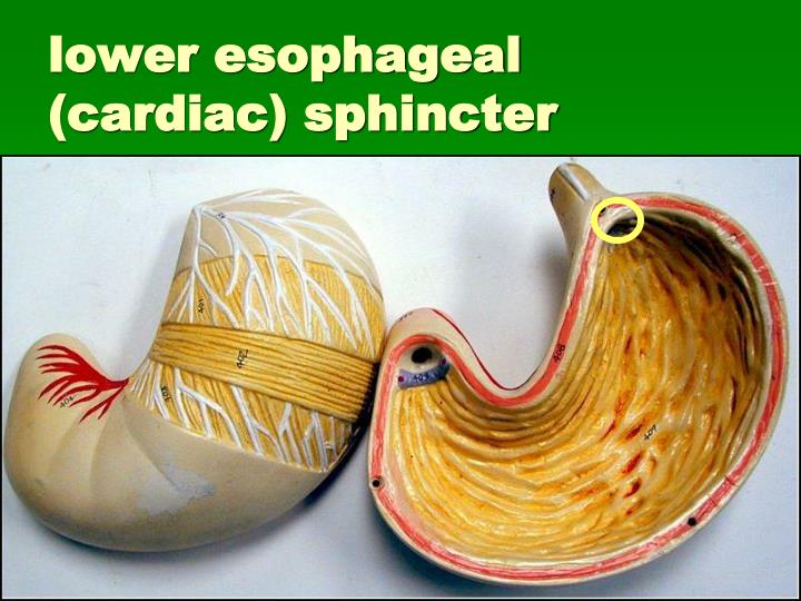 PPT - Lab Ex. 49 & 50 Organs of the Digestive System PowerPoint ...