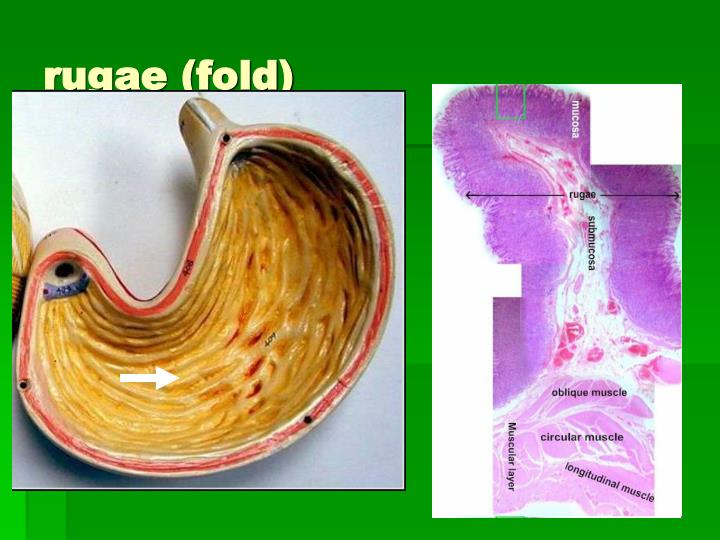 What Is Rugae With Pictures