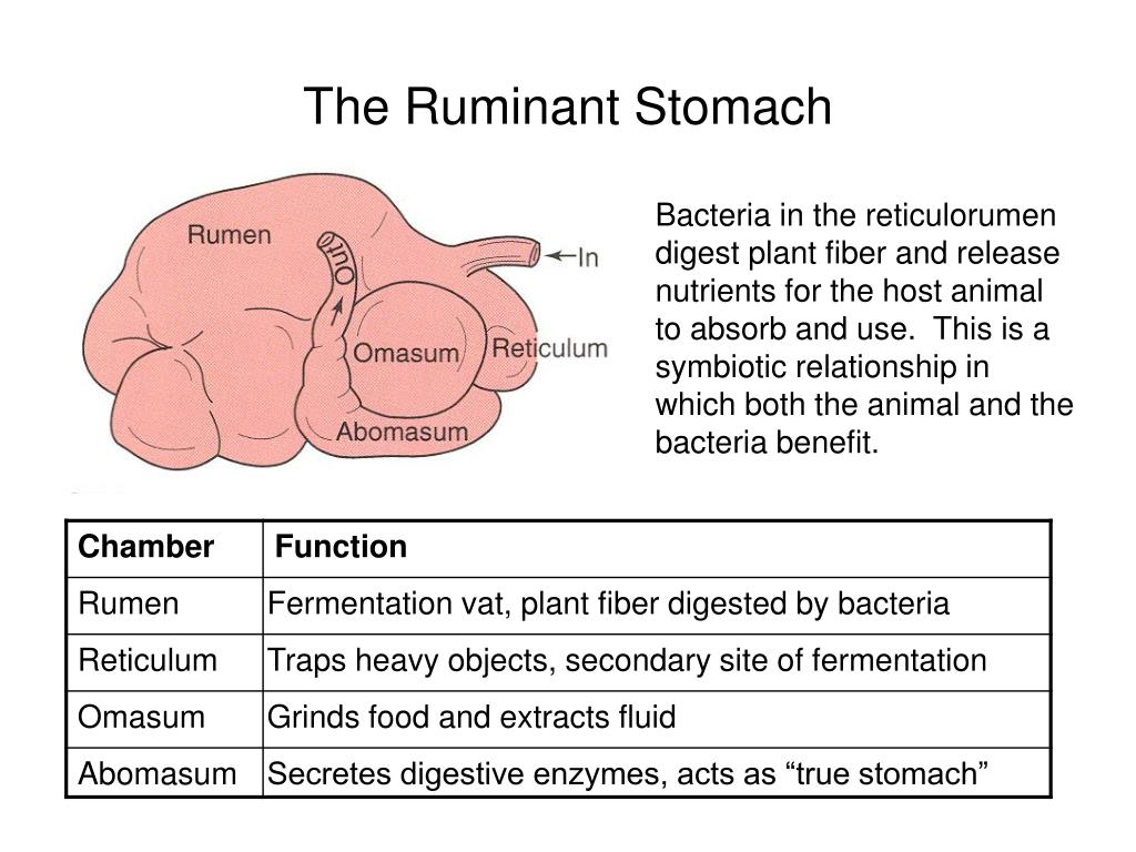 Ruminant Digestive System Four Compartments Vector Image, 48% OFF Ruminant Digestive System Four Compartments Vector Image, 48% OFF