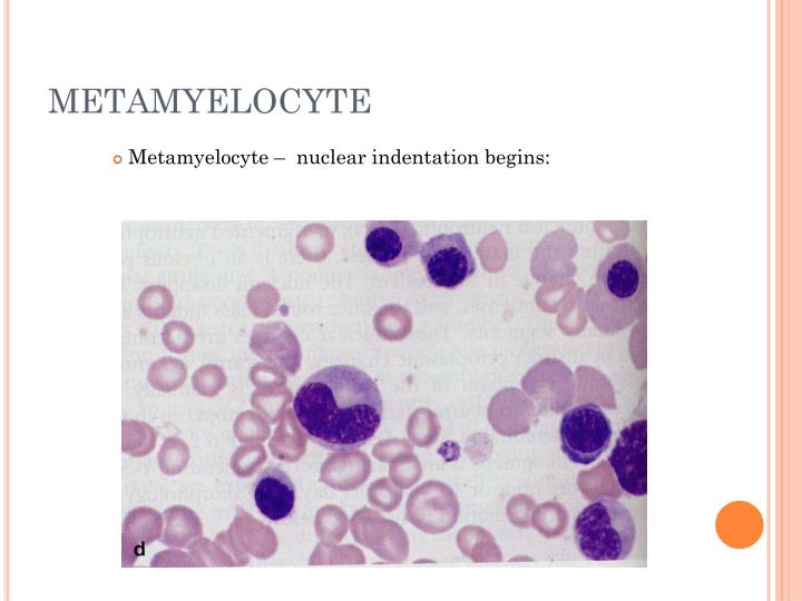 PPT - STRUCTURE AND FUNCTION OF LEUKOPOIETIC TISSUE PowerPoint ...