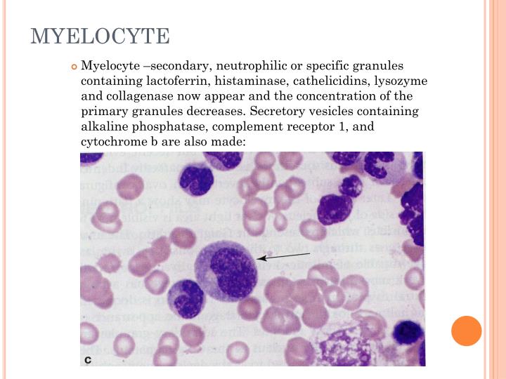 PPT - STRUCTURE AND FUNCTION OF LEUKOPOIETIC TISSUE PowerPoint ...