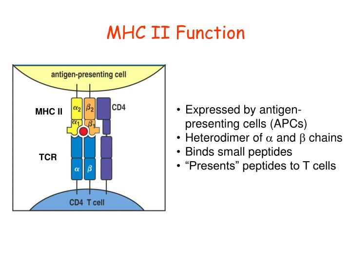 PPT - Regulation of MHC II Gene Transcription PowerPoint Presentation ...