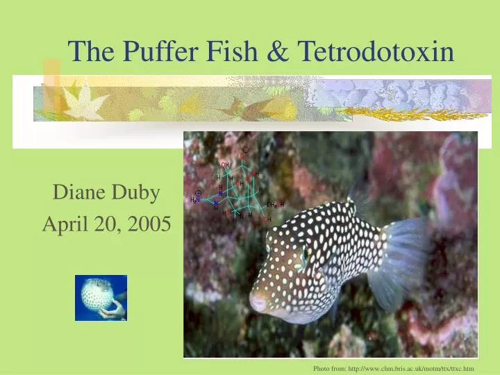 PPT - The Puffer Fish & Tetrodotoxin PowerPoint Presentation, free ...