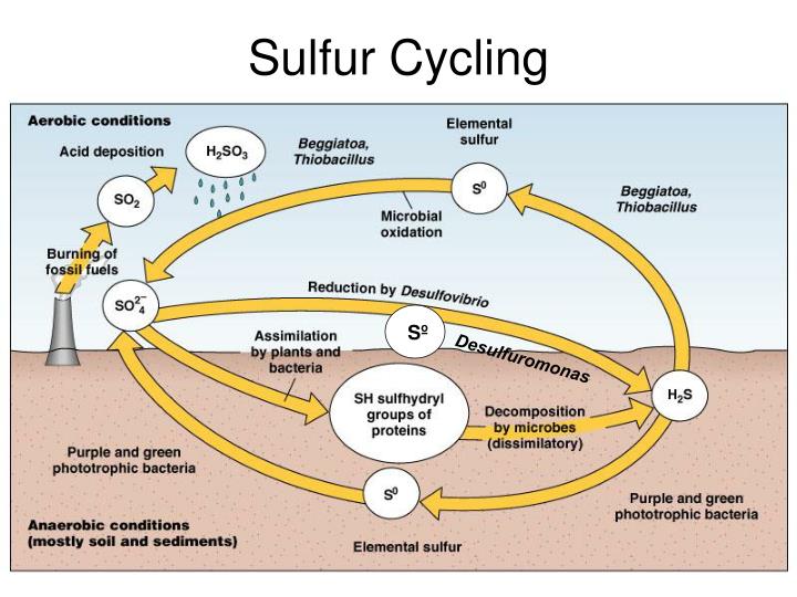 Sulfur Cycle Steps