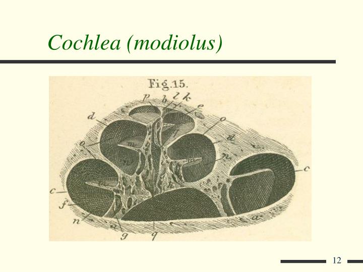 PPT - Inner Ear PowerPoint Presentation - ID:394084