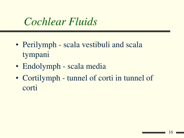 PPT - Inner Ear PowerPoint Presentation - ID:394084