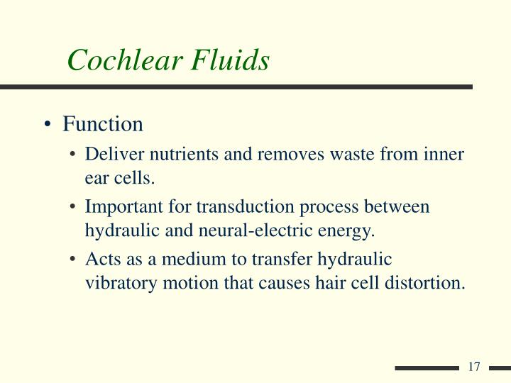 PPT - Inner Ear PowerPoint Presentation - ID:394084