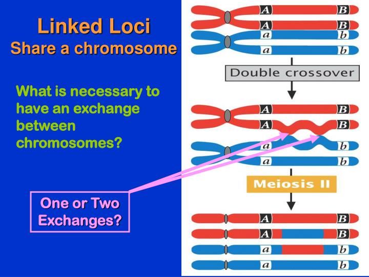 PPT - Mitosis to Meiosis PowerPoint Presentation - ID:394221