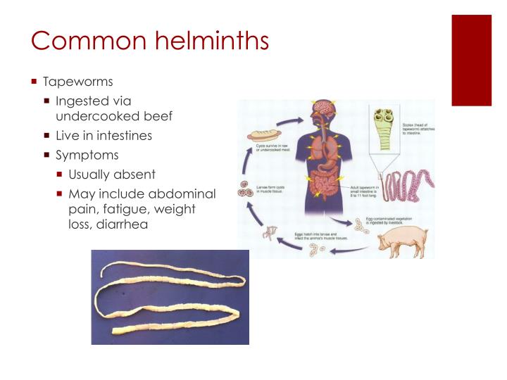 PPT - Helminth Infections PowerPoint Presentation - ID:394312