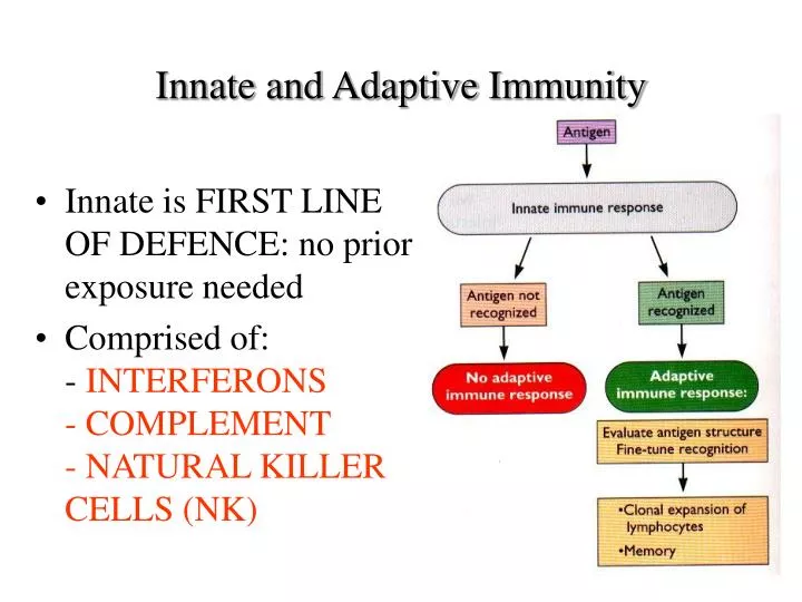 Ppt Innate And Adaptive Immunity Powerpoint Presentation Free Download Id394849