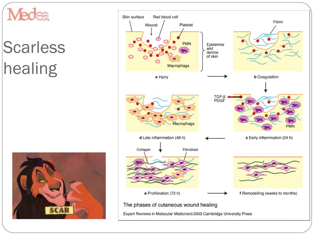 PPT - Future of plastic surgery Z. Kruppa plastic surgeon Medisch ...