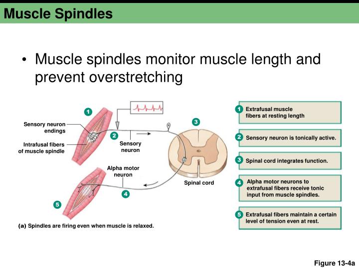 PPT - Chapter 13 PowerPoint Presentation - ID:395883