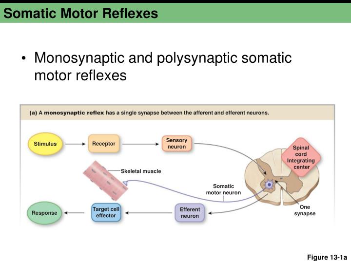 PPT - Chapter 13 PowerPoint Presentation - ID:395883