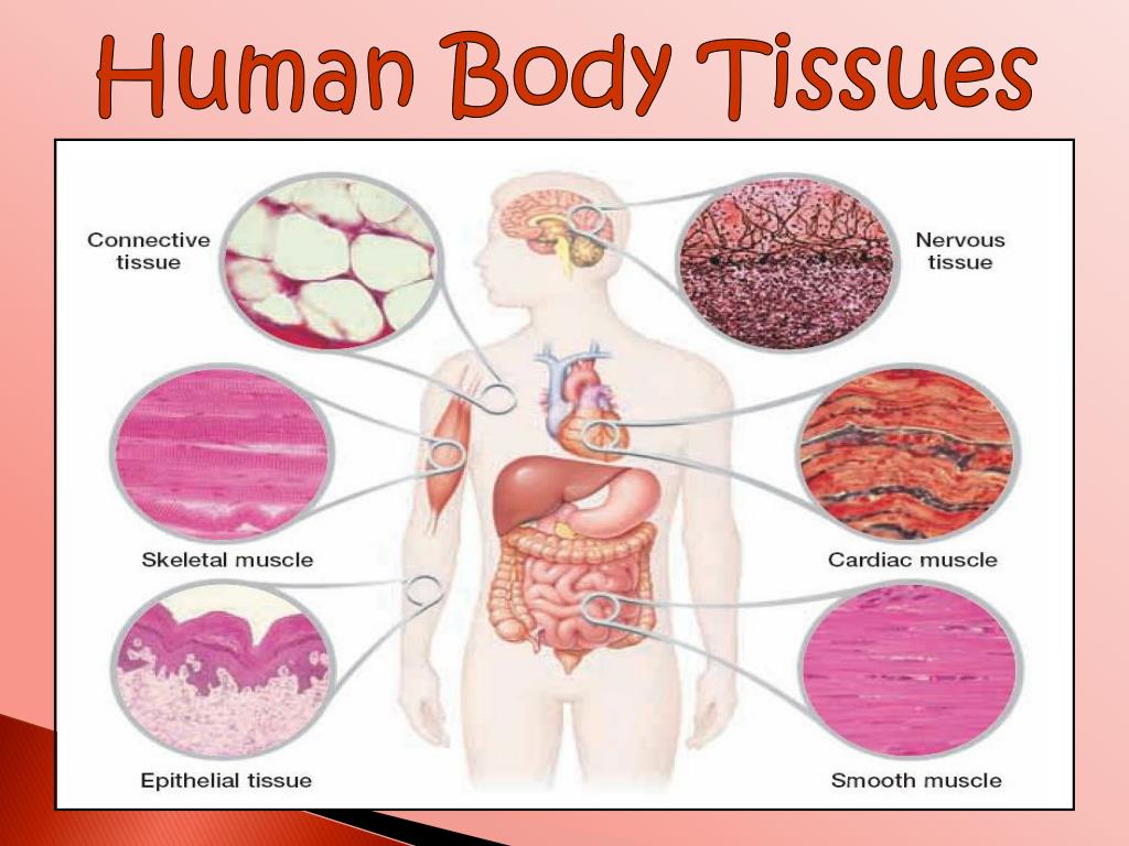 PPT Tissues Of The Body PowerPoint Presentation Free Download ID PPT Tissues Of The Body PowerPoint Presentation Free Download ID
