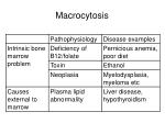 PPT - Macrocytic anemia: B12 & folate PowerPoint Presentation - ID:396268