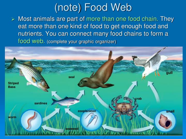 PPT - Interactions Among Living Things PowerPoint Presentation - ID:396336