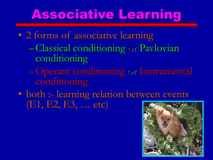 PPT - Learning and Memory PowerPoint Presentation - ID:39671