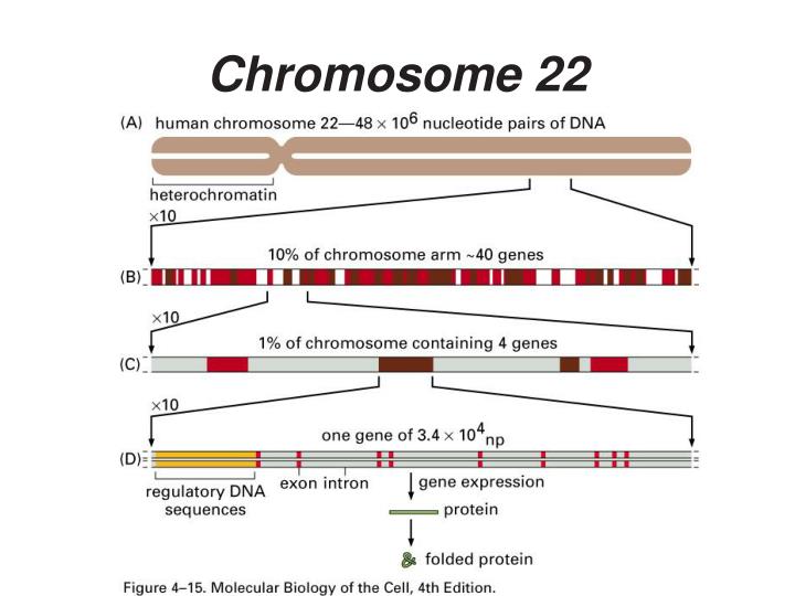 PPT - Eucaryotic Chromosomes PowerPoint Presentation - ID:39743