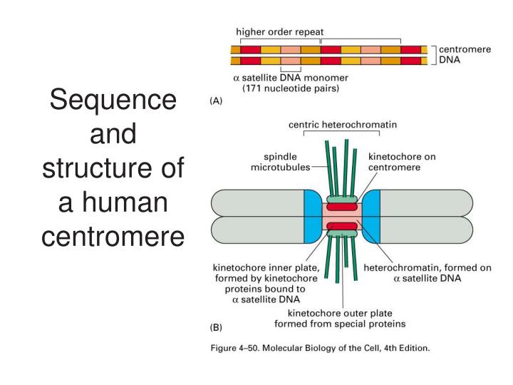PPT - Eucaryotic Chromosomes PowerPoint Presentation - ID:39743